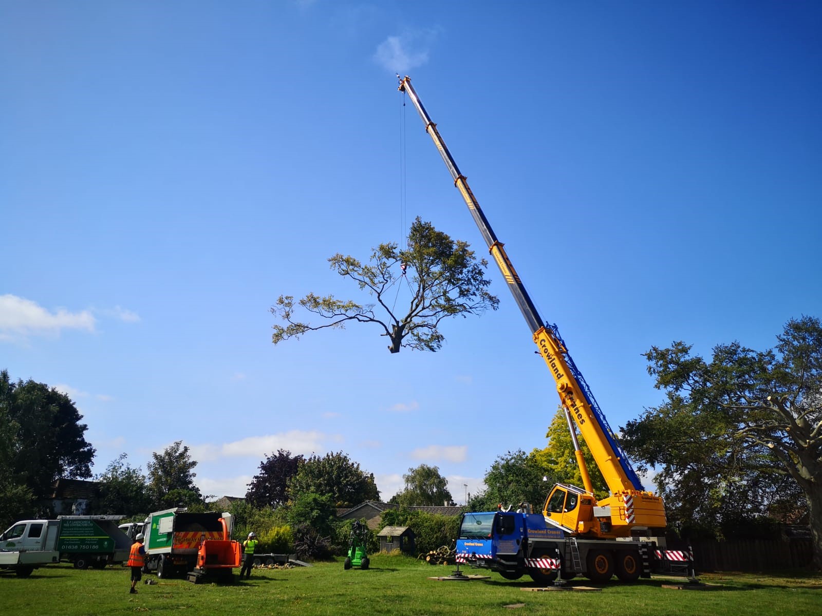 Tree Work Case Study - Diseased Beech Tree Removal - S P Landscapes