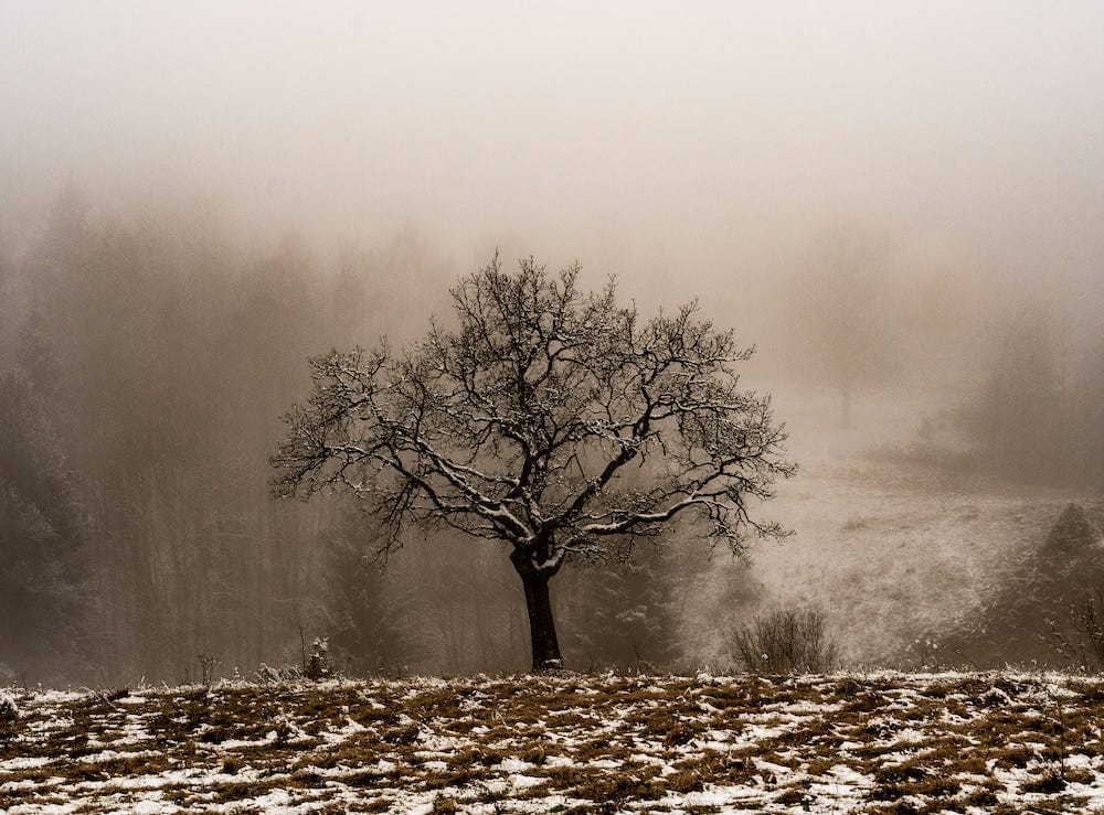 How do trees survive winter? - S P Landscapes