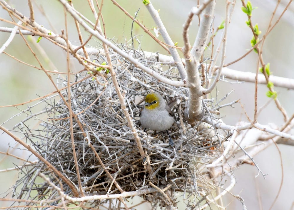 Advice on protected nesting birds and tree work in the UK - S P Landscapes